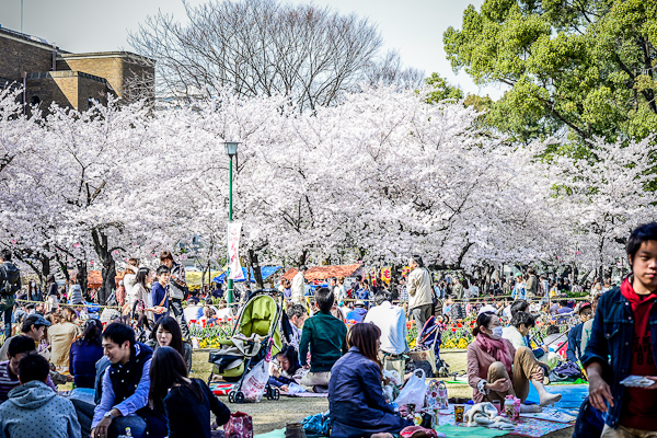 Hanami in Japan :: YokosoNews